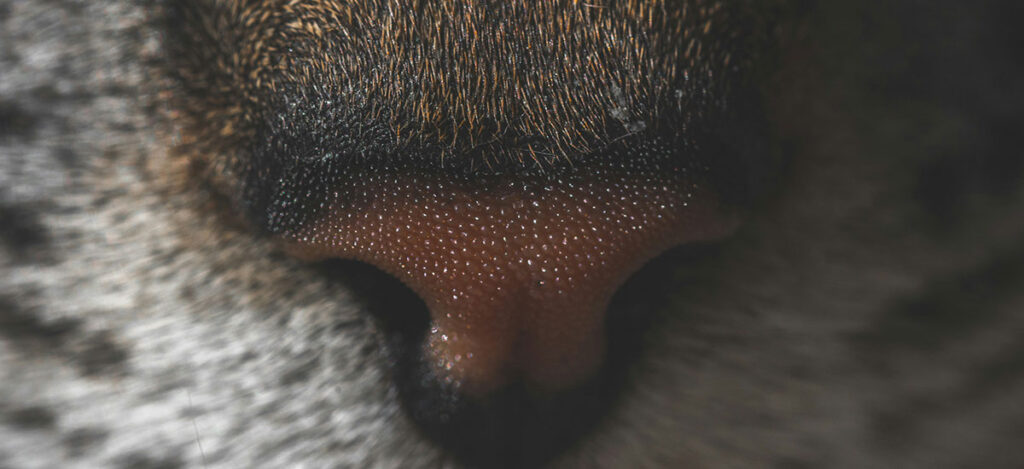 Micoses em Felinos: Sintomas, Tratamentos e Prevenção