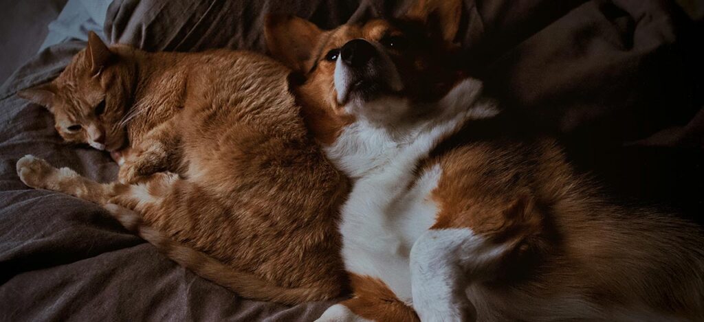 Ozônio para Dor Crônica em Cães e Gatos
