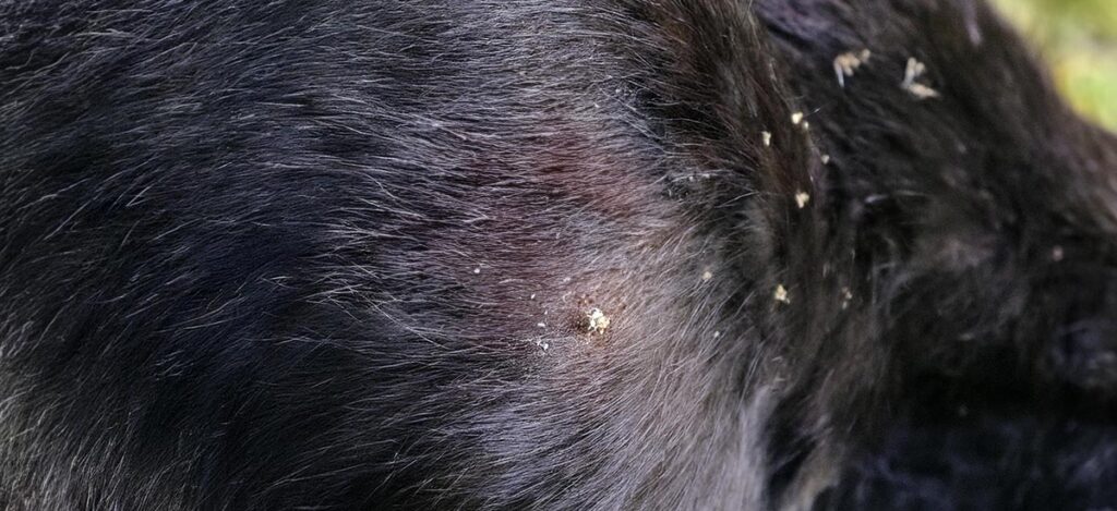 Caspa em Cães: Causas, Tratamento e Cuidados