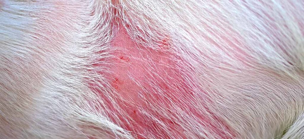 Como tratar a dermatite alérgica em cães?