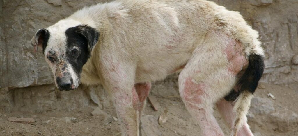 Leishmaniose em Cães: Causas, Sintomas e Tratamentos